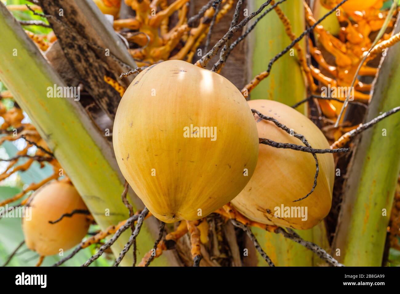 Yellow coconuts growing on a coconut palm. Bali, Indonesia Stock Photo ...