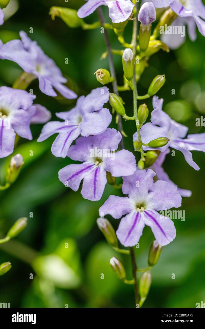 Duranta erecta or Skyflower, purple flowering vine. Bali, Indonesia ...