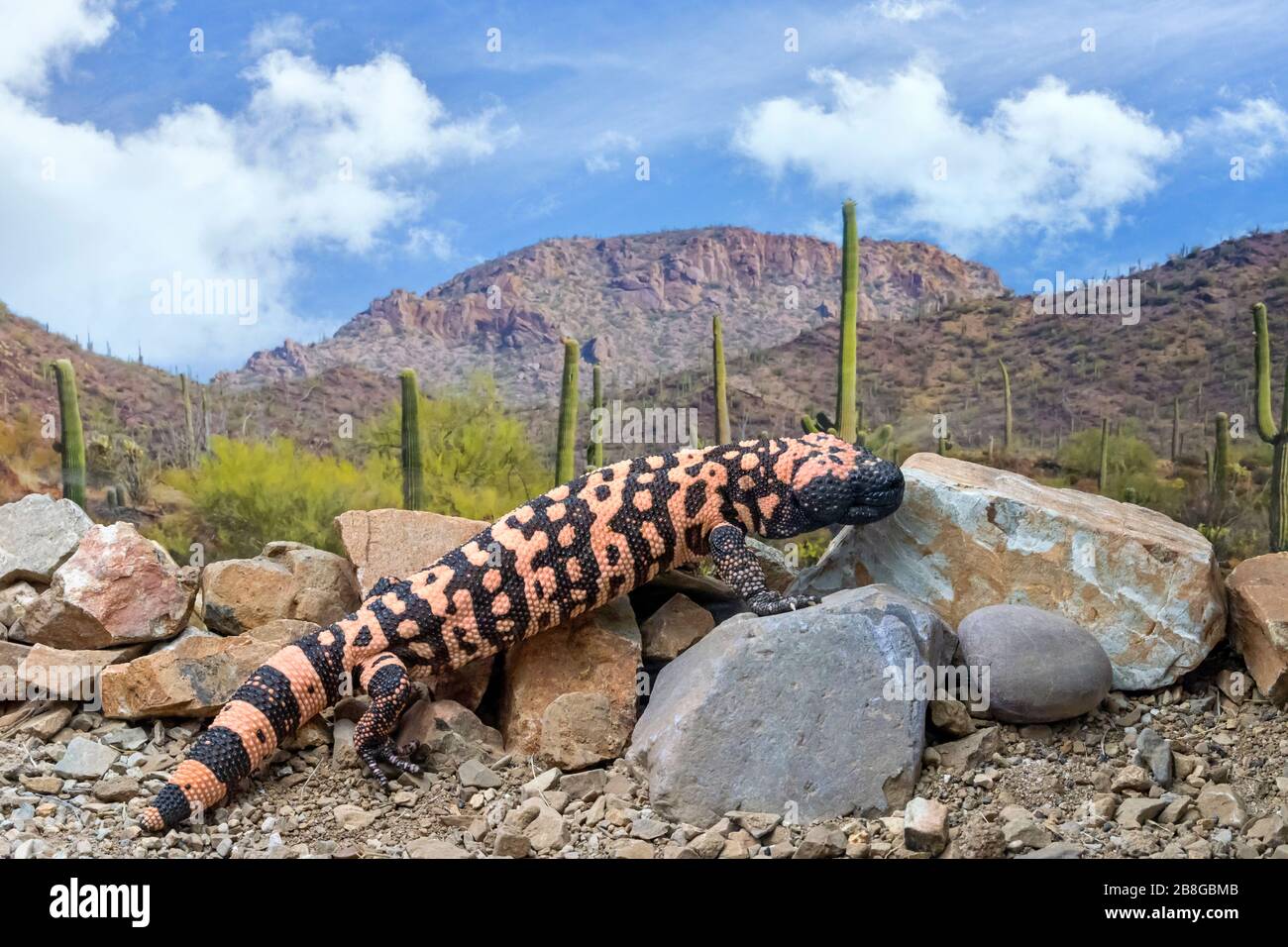 Gila Monster climbing Rocks through the Arizona Desert Stock Photo - Alamy