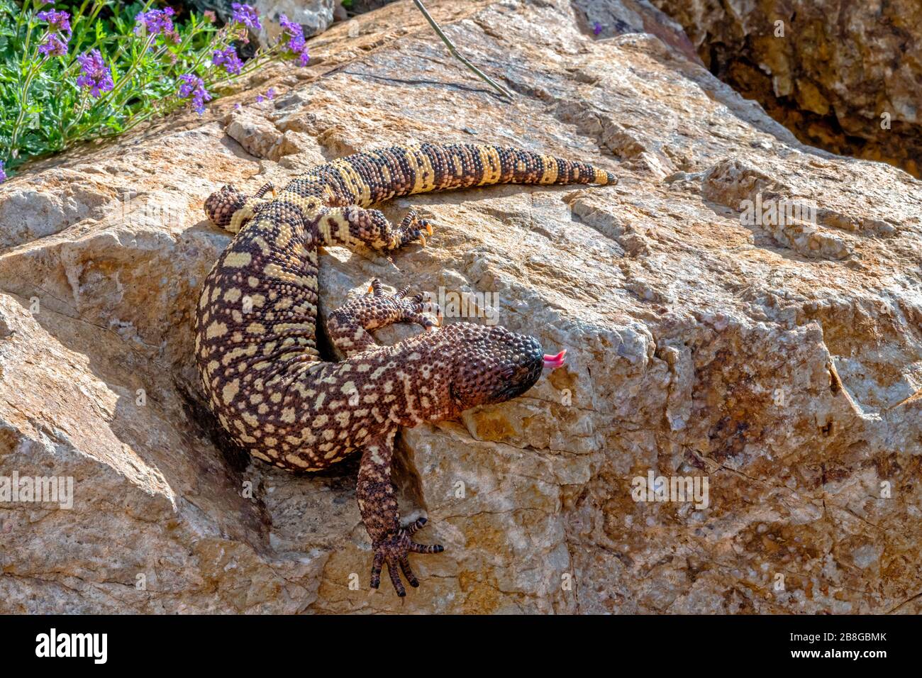 Mexican Beaded Lizard climbing down a Garden Boulder Stock Photo - Alamy