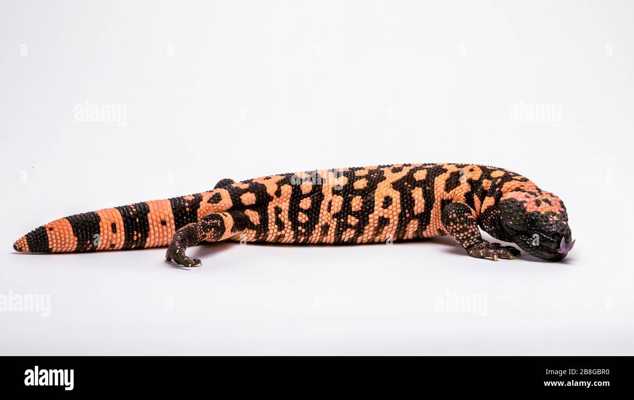 A gila monster lizard hi-res stock photography and images - Alamy