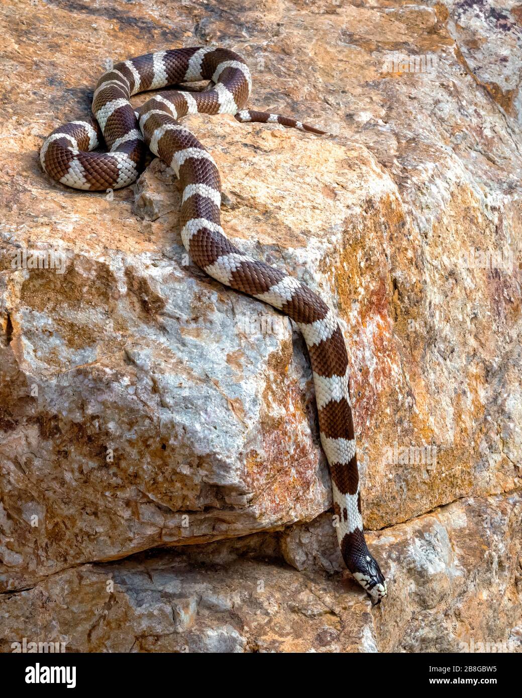 Juvenile Eastern Kingsnake
