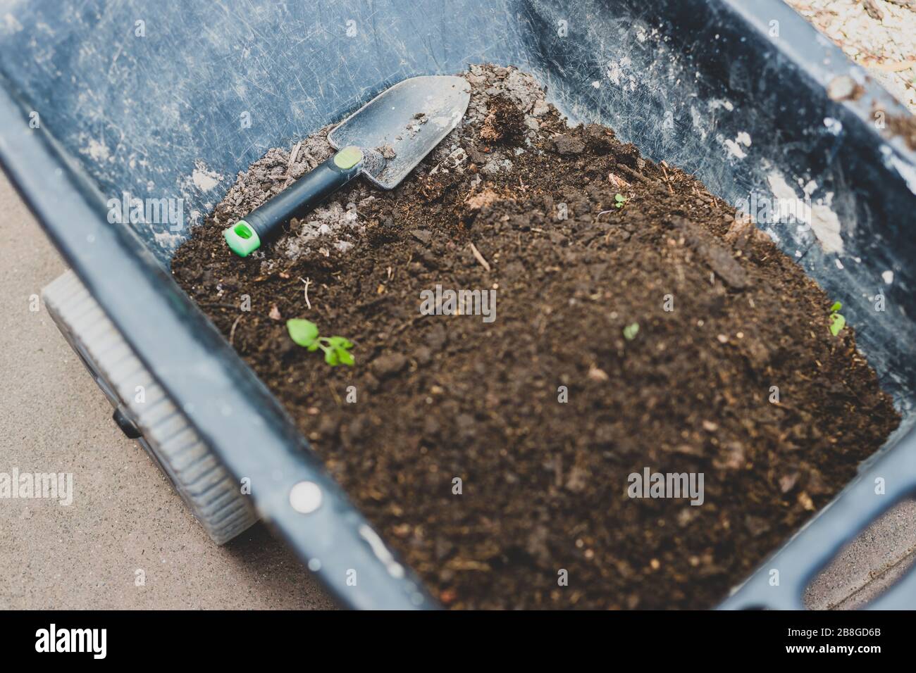 gardening and horticolture concept, wheelbarrow with soil and mini ...