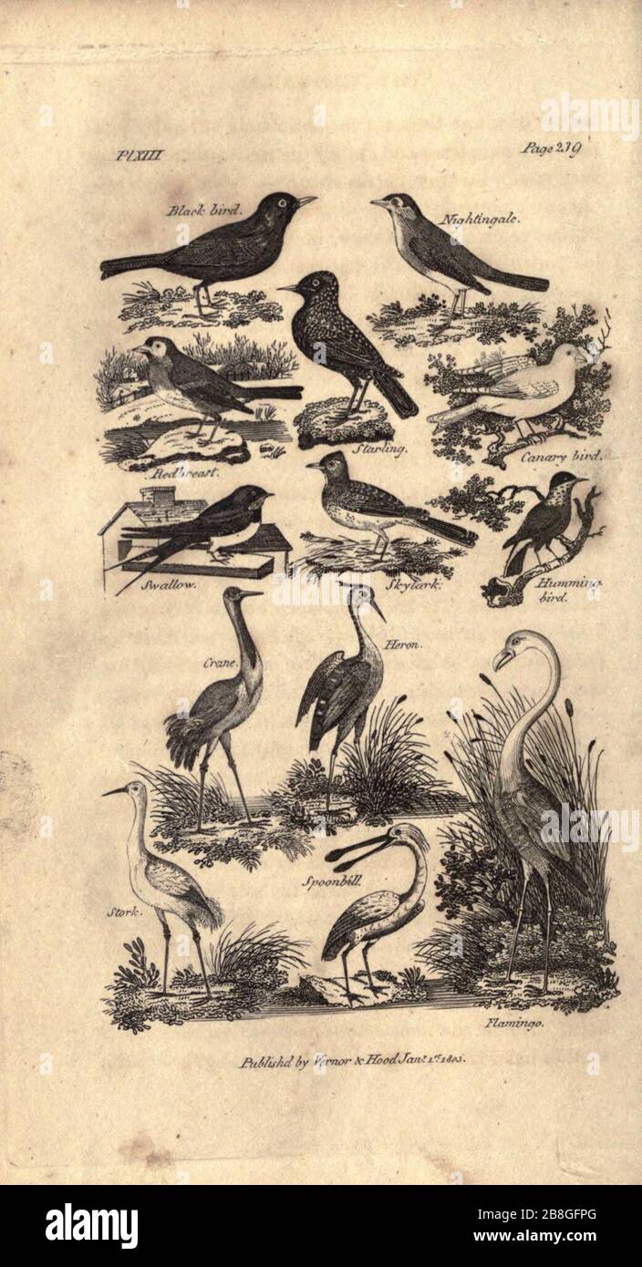 Goldsmith's history of the earth and animated nature, abridged (Pl ...