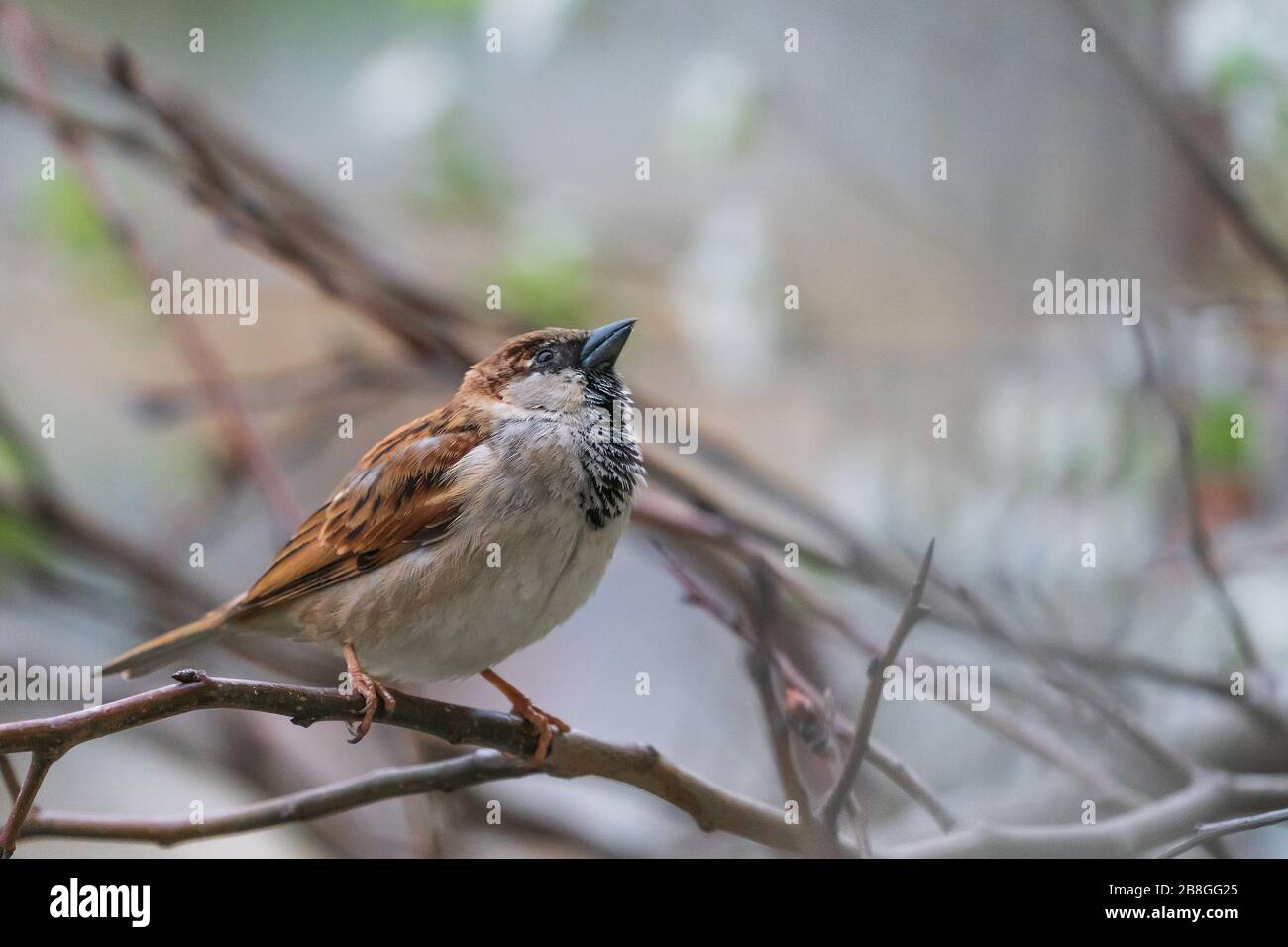 Tree sparrow family hi-res stock photography and images - Alamy