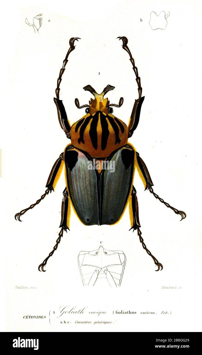 Goliathus cacicus hi-res stock photography and images - Alamy