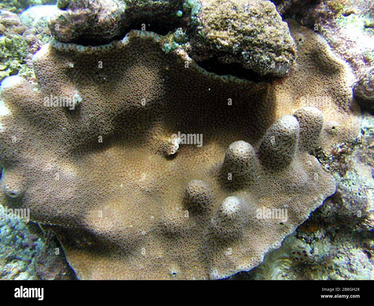 Goniastrea hi-res stock photography and images - Alamy