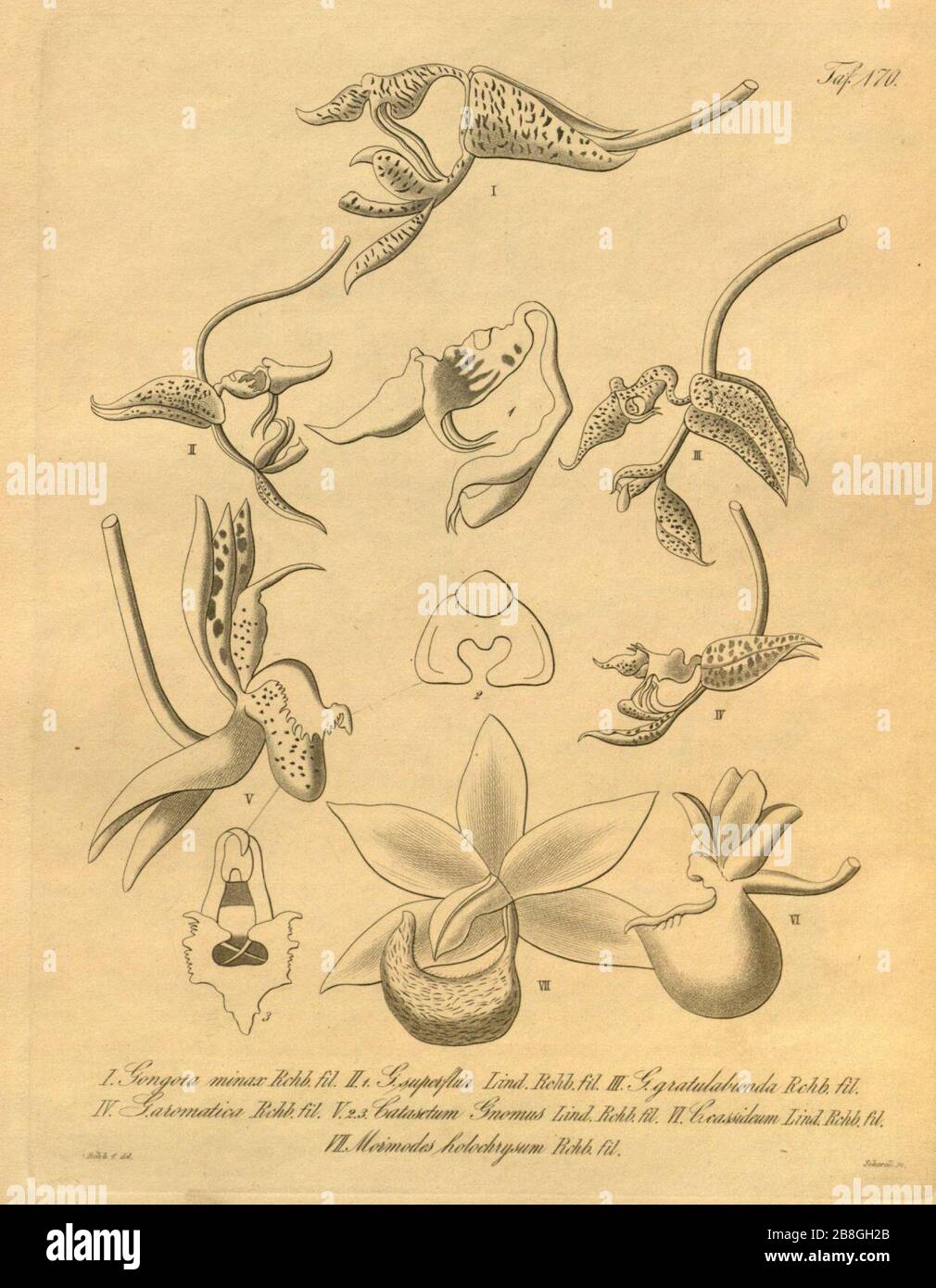 Gongora minax, superflua, gratulabunda, aromatica - Catasetum gnomus ...