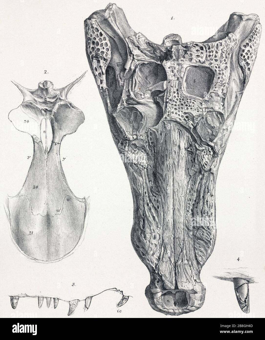 Goniopholis simus skull Stock Photo - Alamy