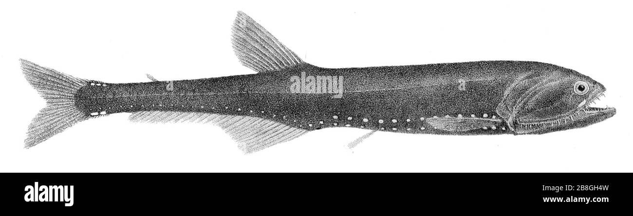 Gonostoma hi-res stock photography and images - Alamy