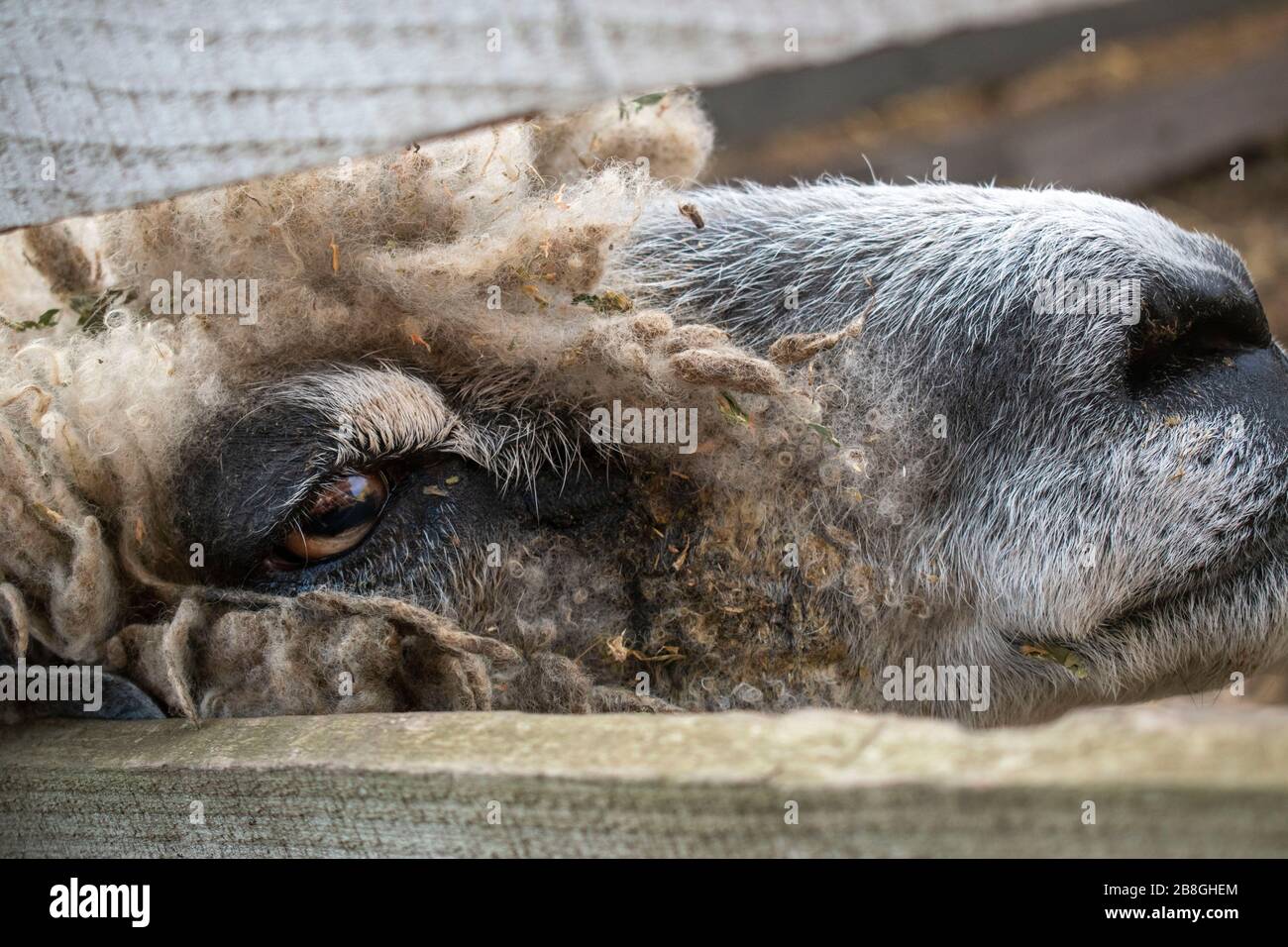 Slide Ranch is an educational farm in Marin County, CA which houses ...