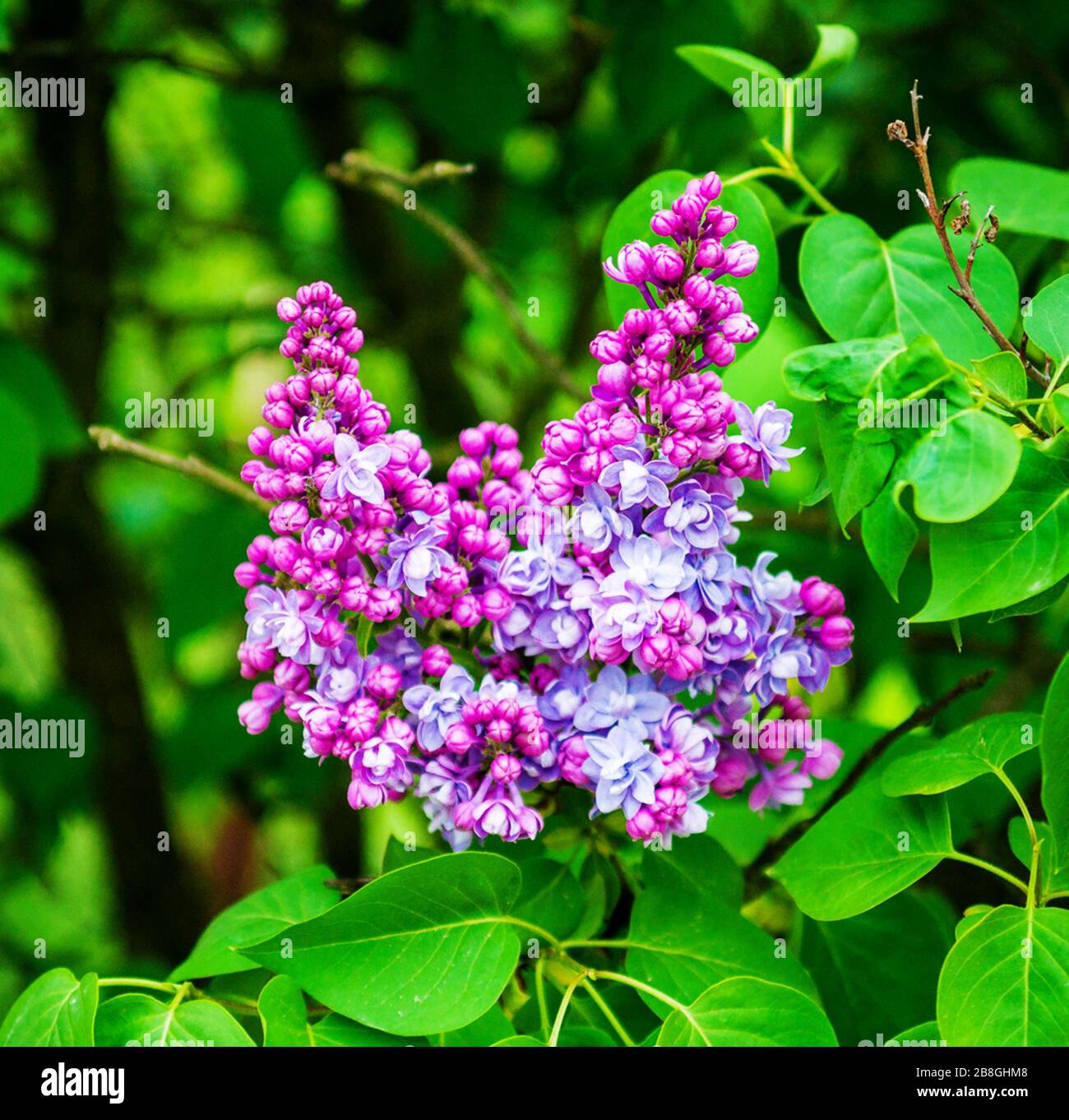 Free images download hi-res stock photography and images - Alamy