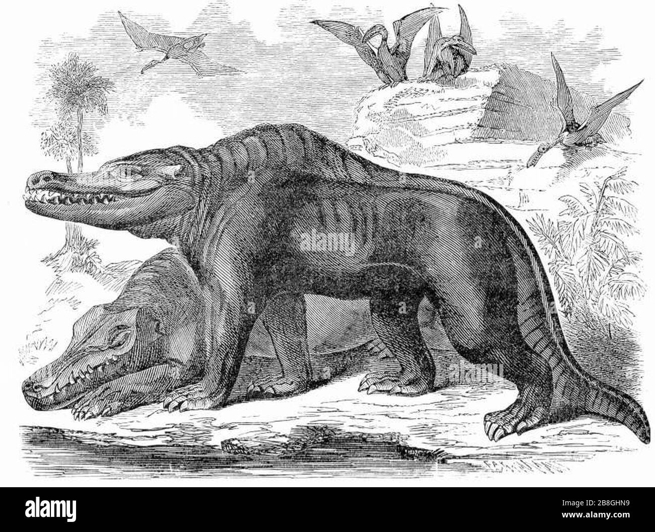 Megalosaurus Black and White Stock Photos & Images - Alamy