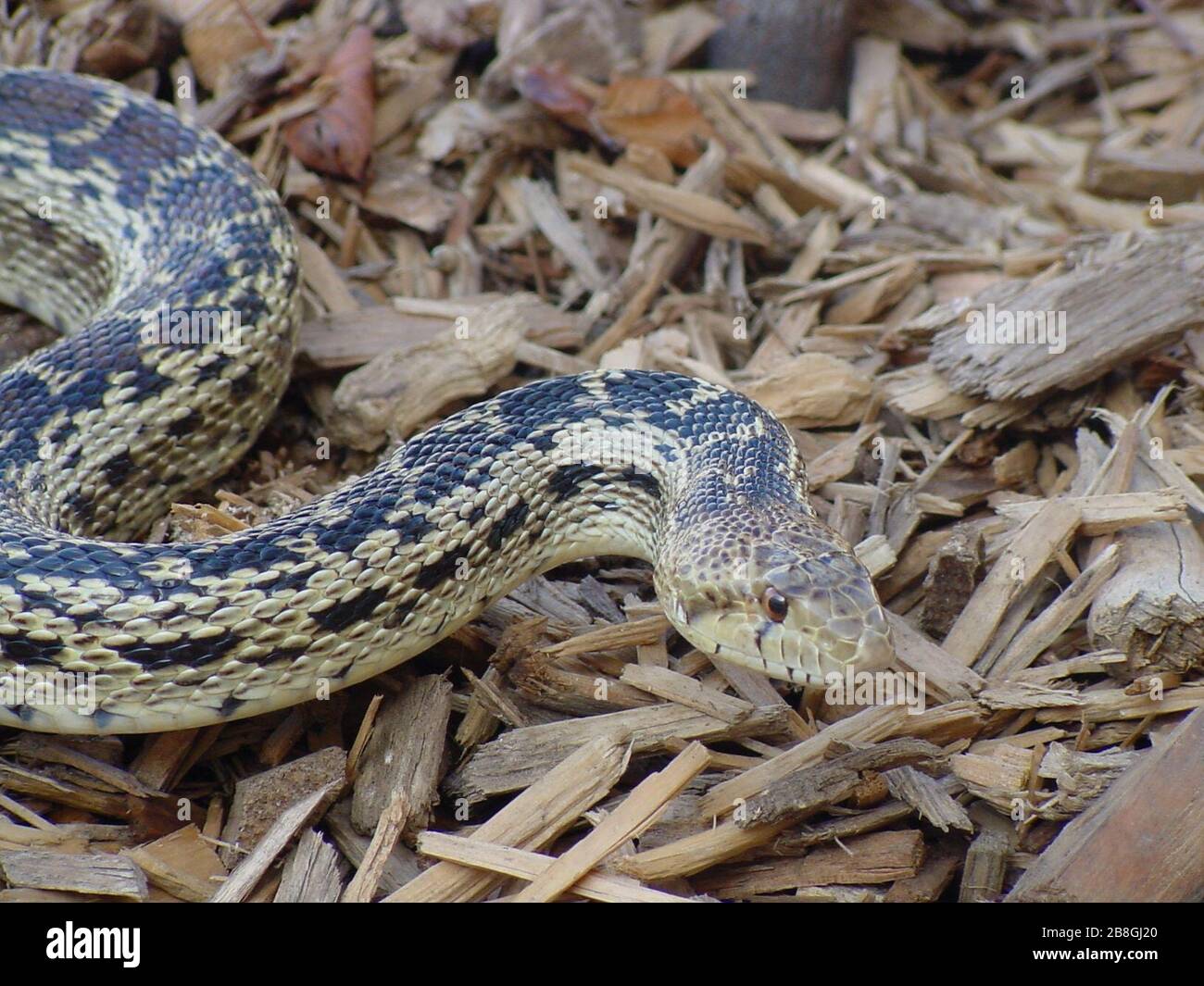 Gopher Snake (9096387429 Stock Photo - Alamy
