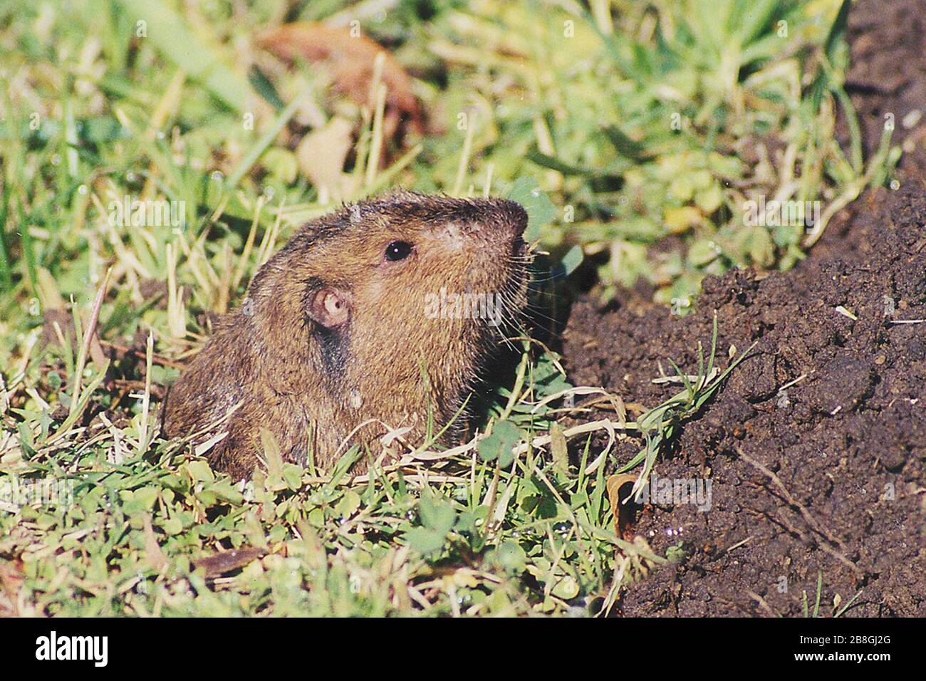 Gopher history hi-res stock photography and images - Alamy