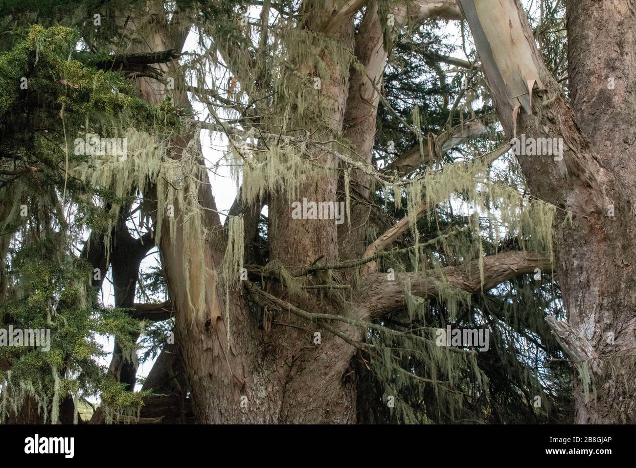 Moss Plant Slide