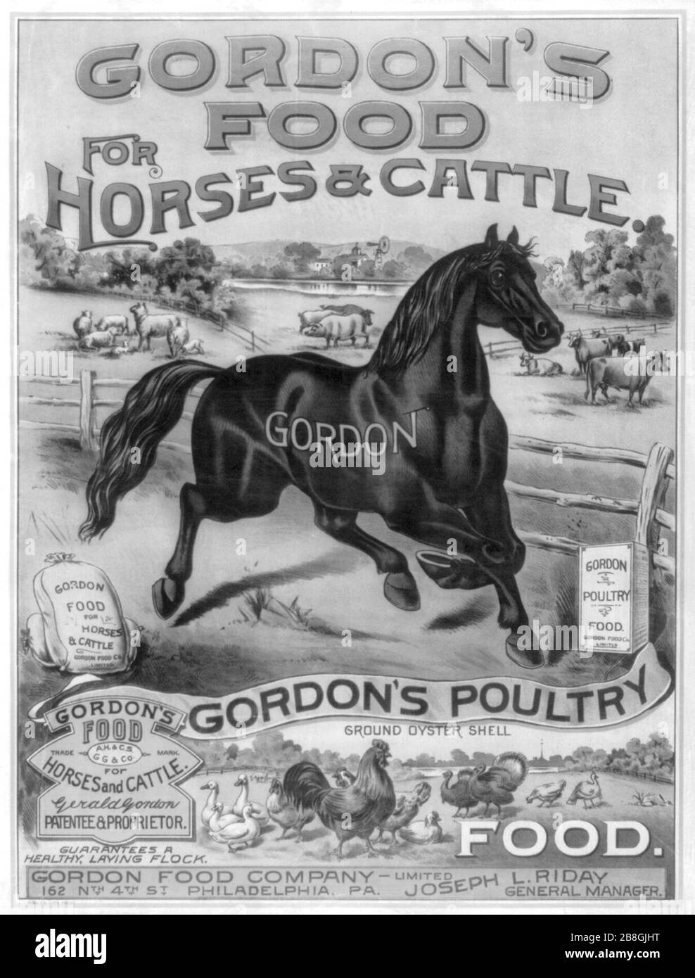 Gordons food hi-res stock photography and images - Alamy