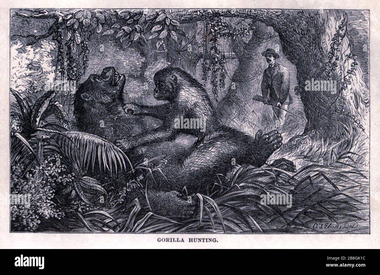 Gorilla hunting hi-res stock photography and images - Alamy