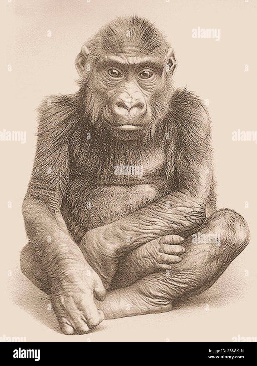 Mpungu hi-res stock photography and images - Alamy