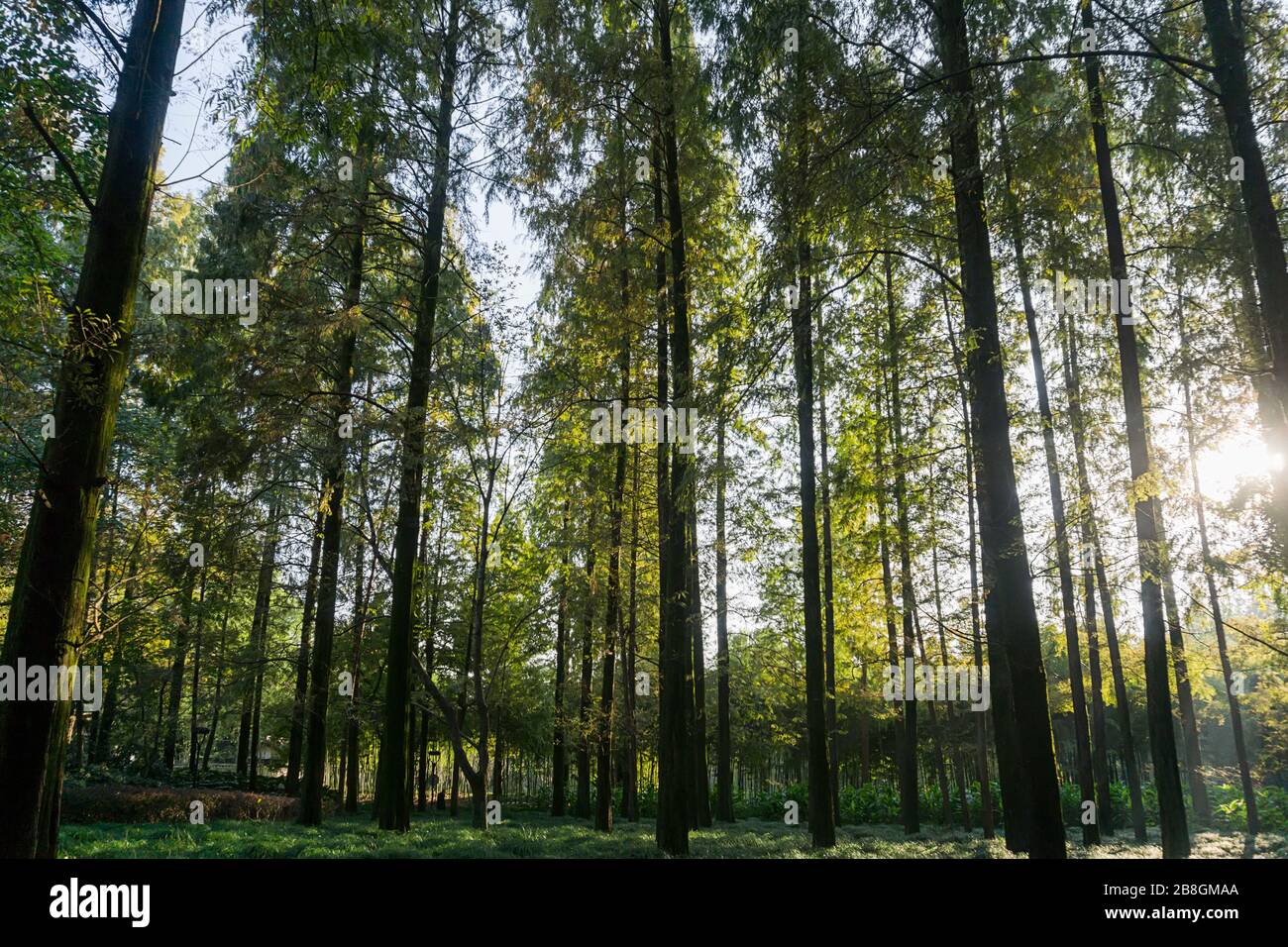 Forest Hangzhou West Lake, Zhejiang Hangzhou Stock Photo - Alamy