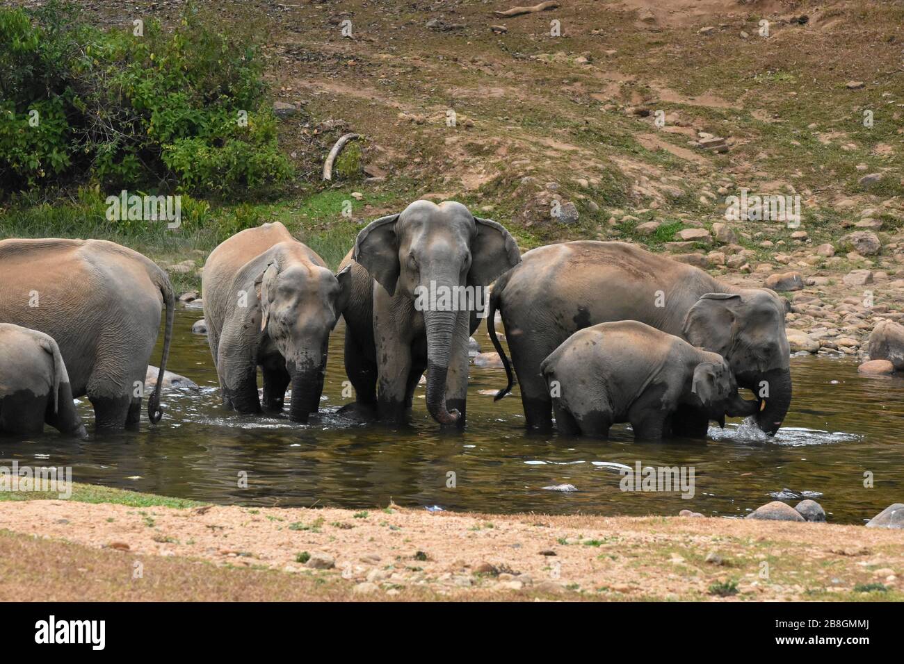 Indian elephants hi-res stock photography and images - Alamy