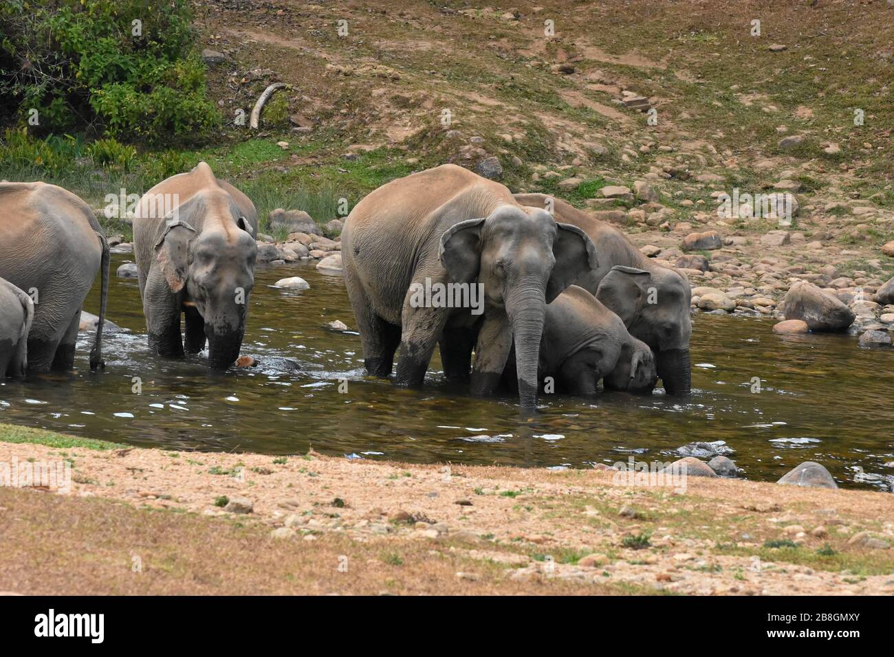 Asian elephants with calves hi-res stock photography and images - Alamy