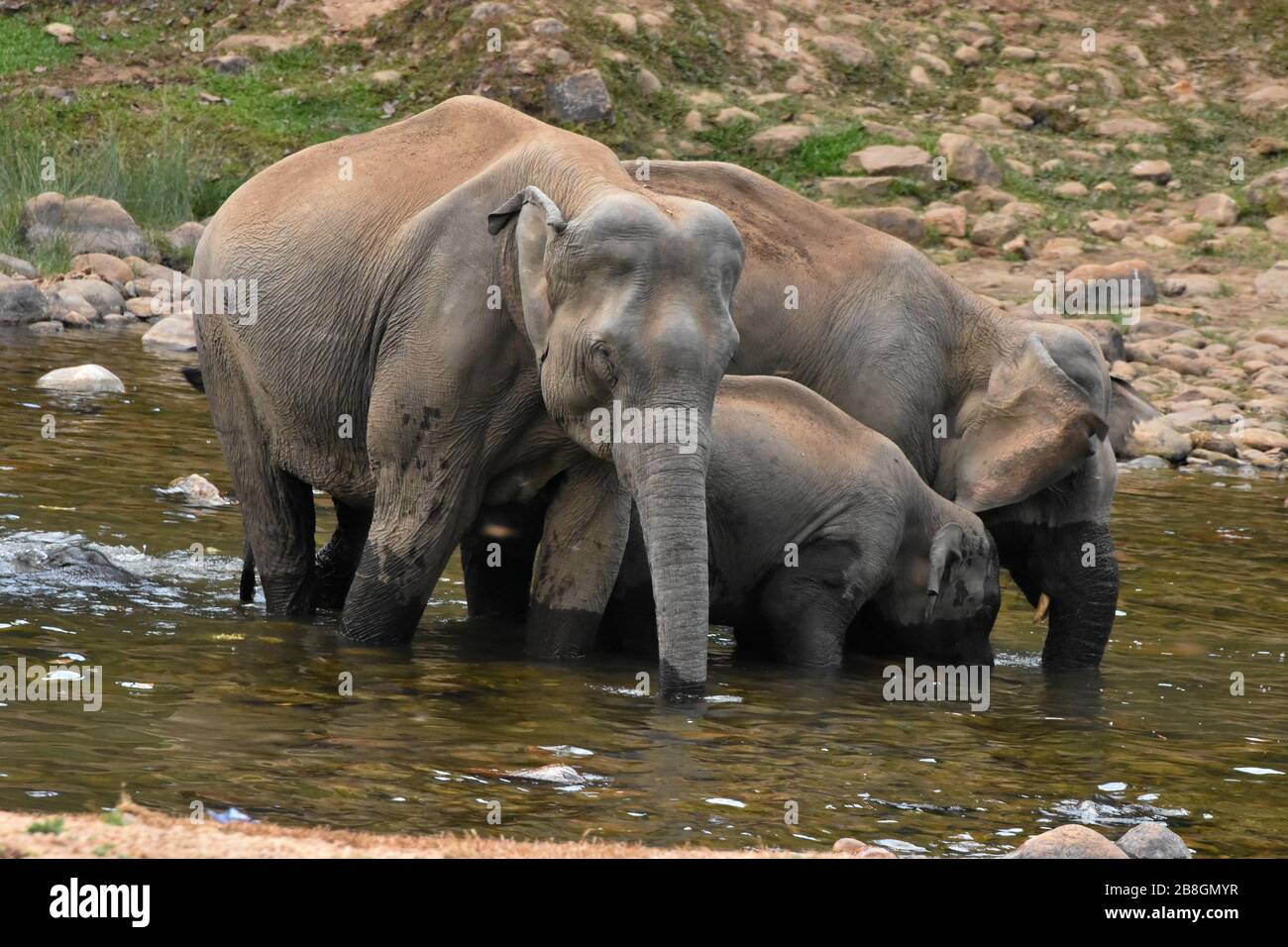 Mammals elephants hi-res stock photography and images - Alamy