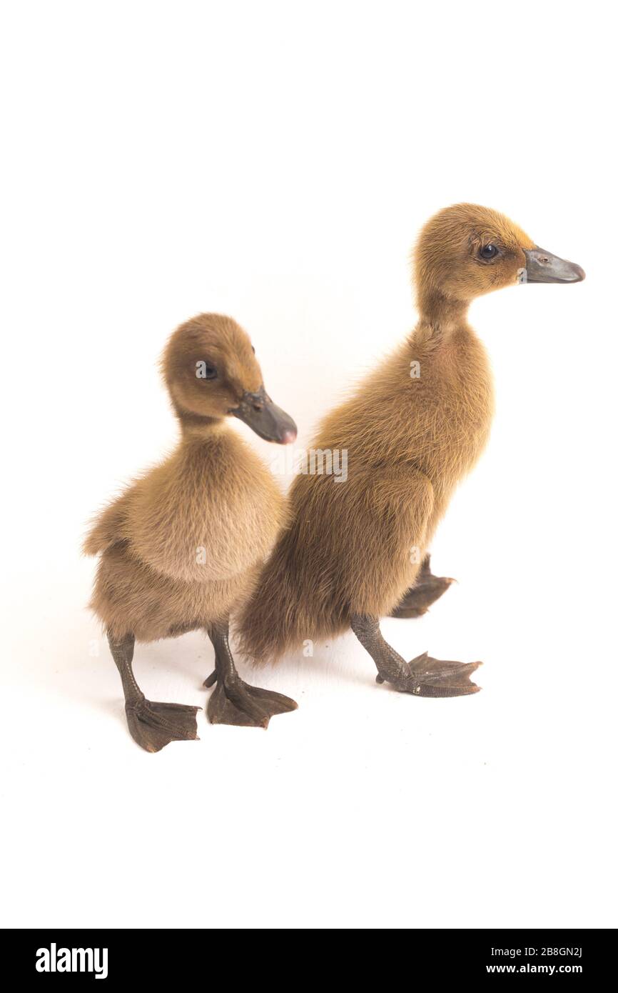 Two ducklings ( indian runner duck) isolated on a white background ...