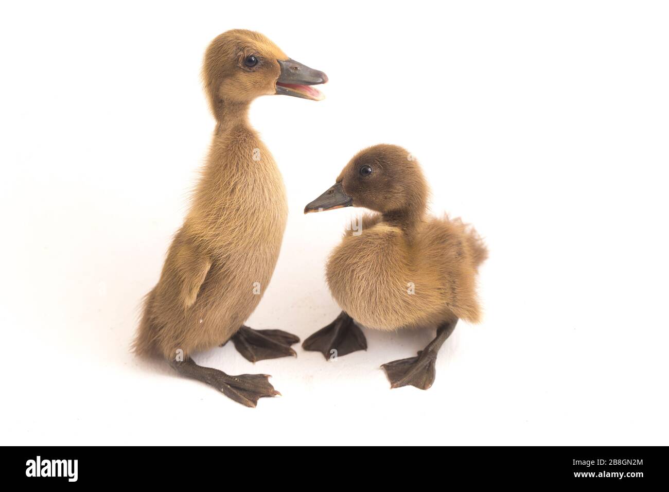 Two ducklings ( indian runner duck) isolated on a white background ...