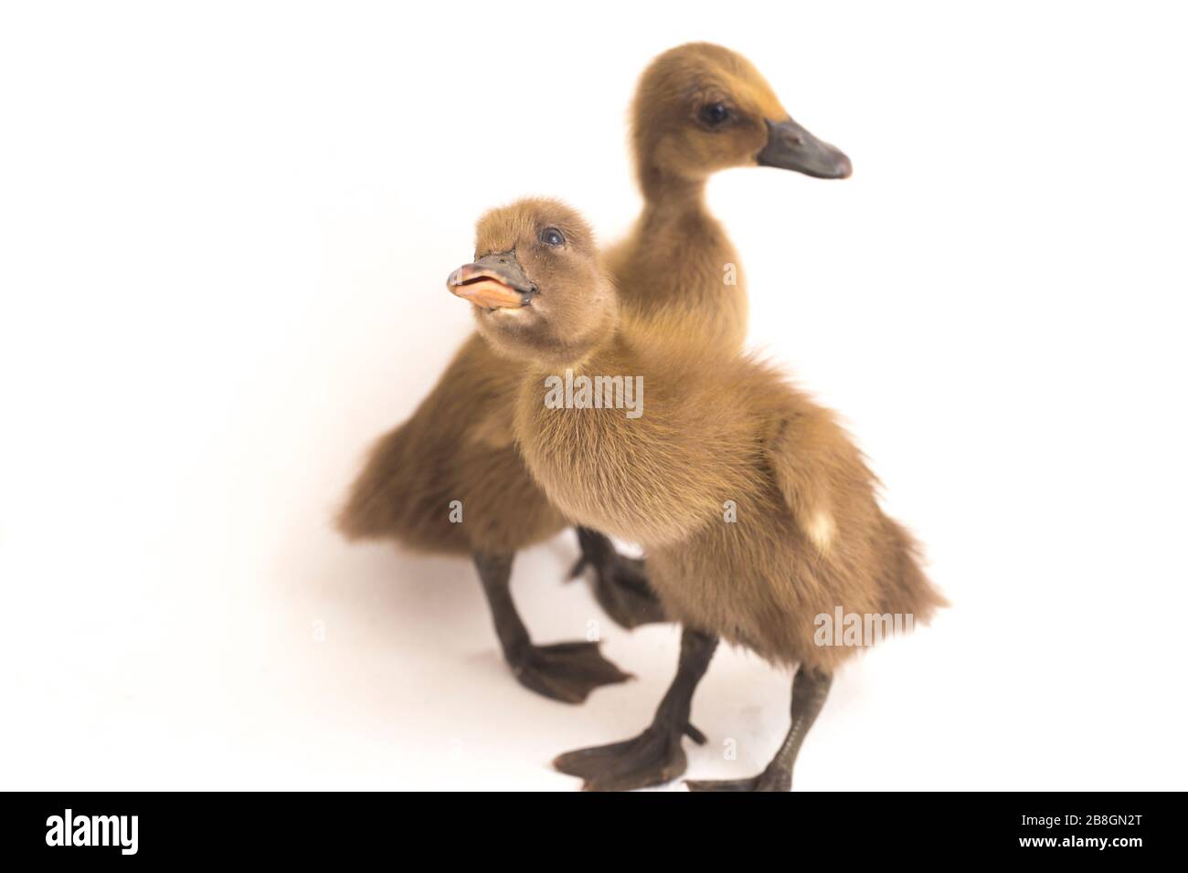 Two ducklings ( indian runner duck) isolated on a white background ...