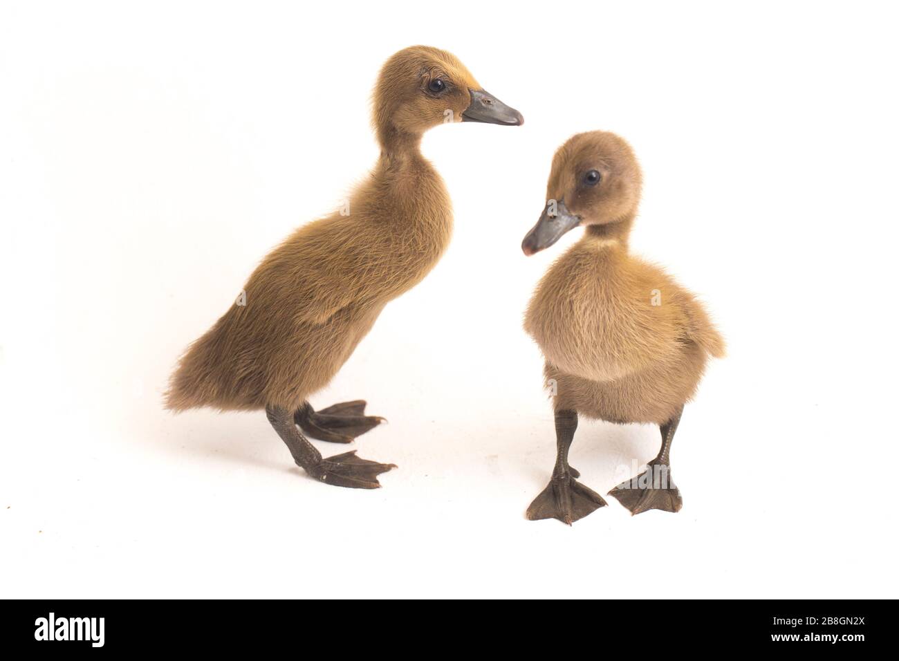 Two ducklings ( indian runner duck) isolated on a white background ...