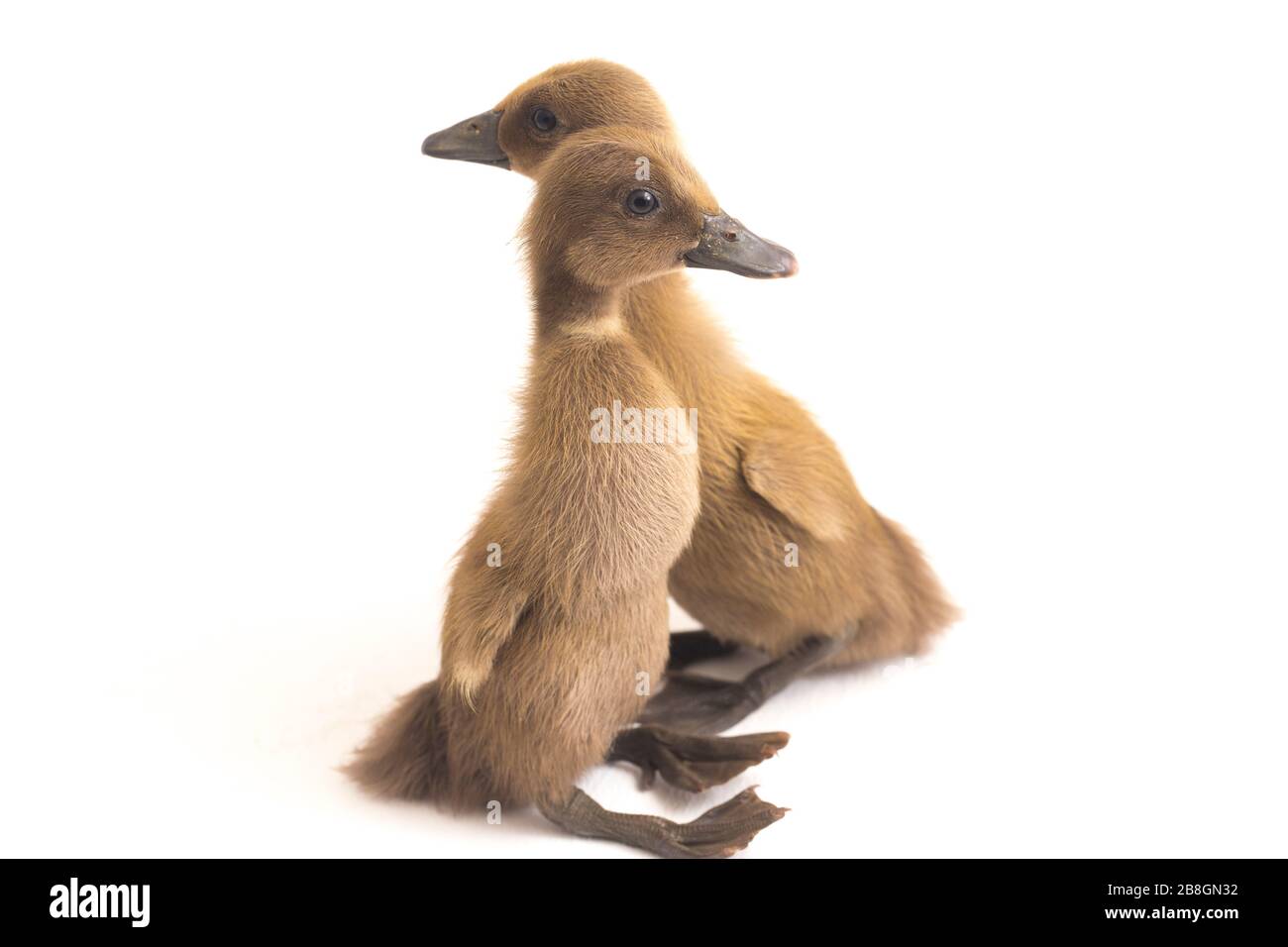 Two ducklings ( indian runner duck) isolated on a white background ...