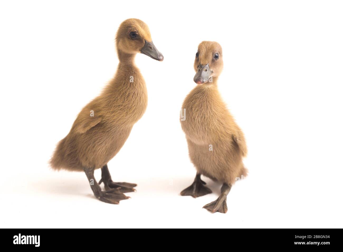 Two ducklings ( indian runner duck) isolated on a white background ...