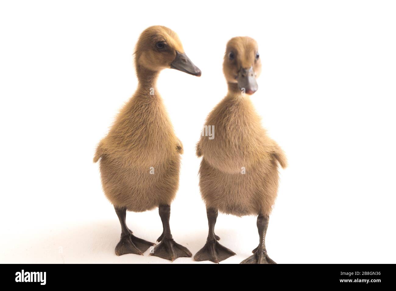 Two ducklings ( indian runner duck) isolated on a white background ...
