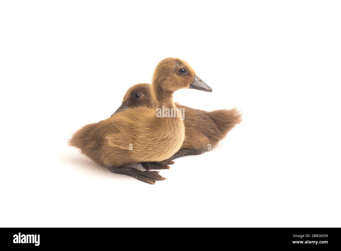 Two ducklings ( indian runner duck) isolated on a white background ...