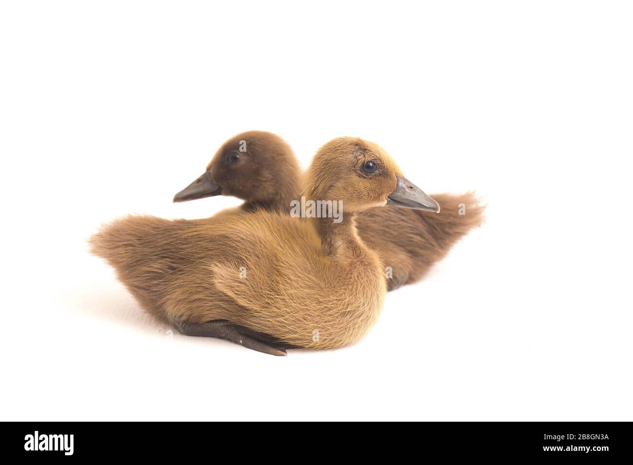 Two ducklings ( indian runner duck) isolated on a white background ...