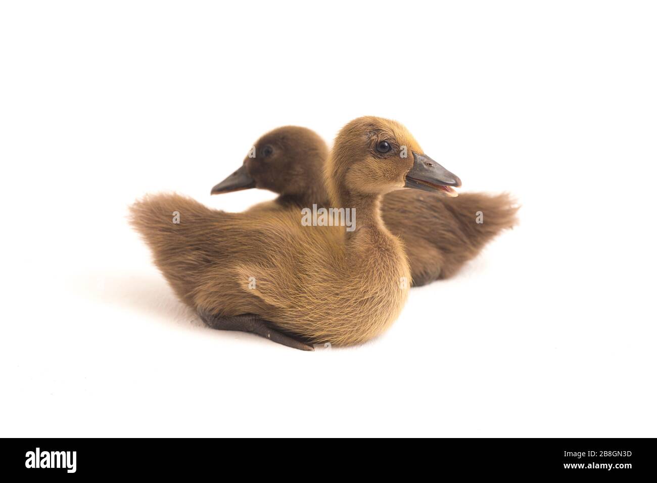 Two ducklings ( indian runner duck) isolated on a white background ...