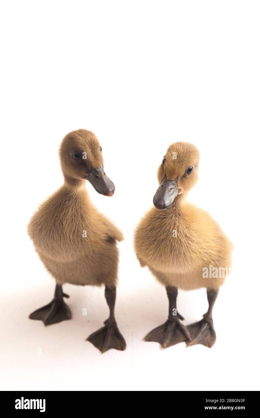 Two ducklings ( indian runner duck) isolated on a white background ...