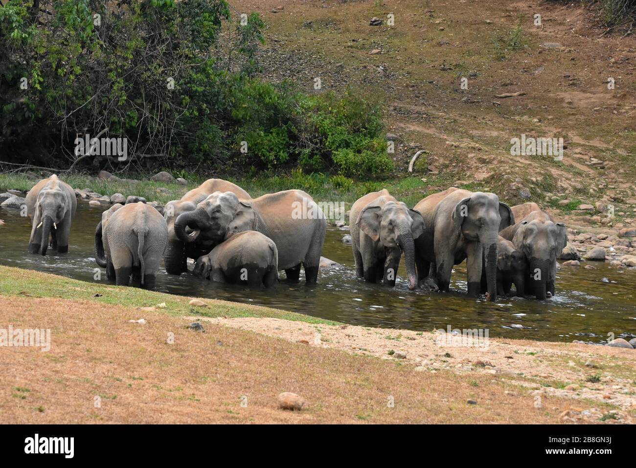 Elephant forest herd hi-res stock photography and images - Alamy