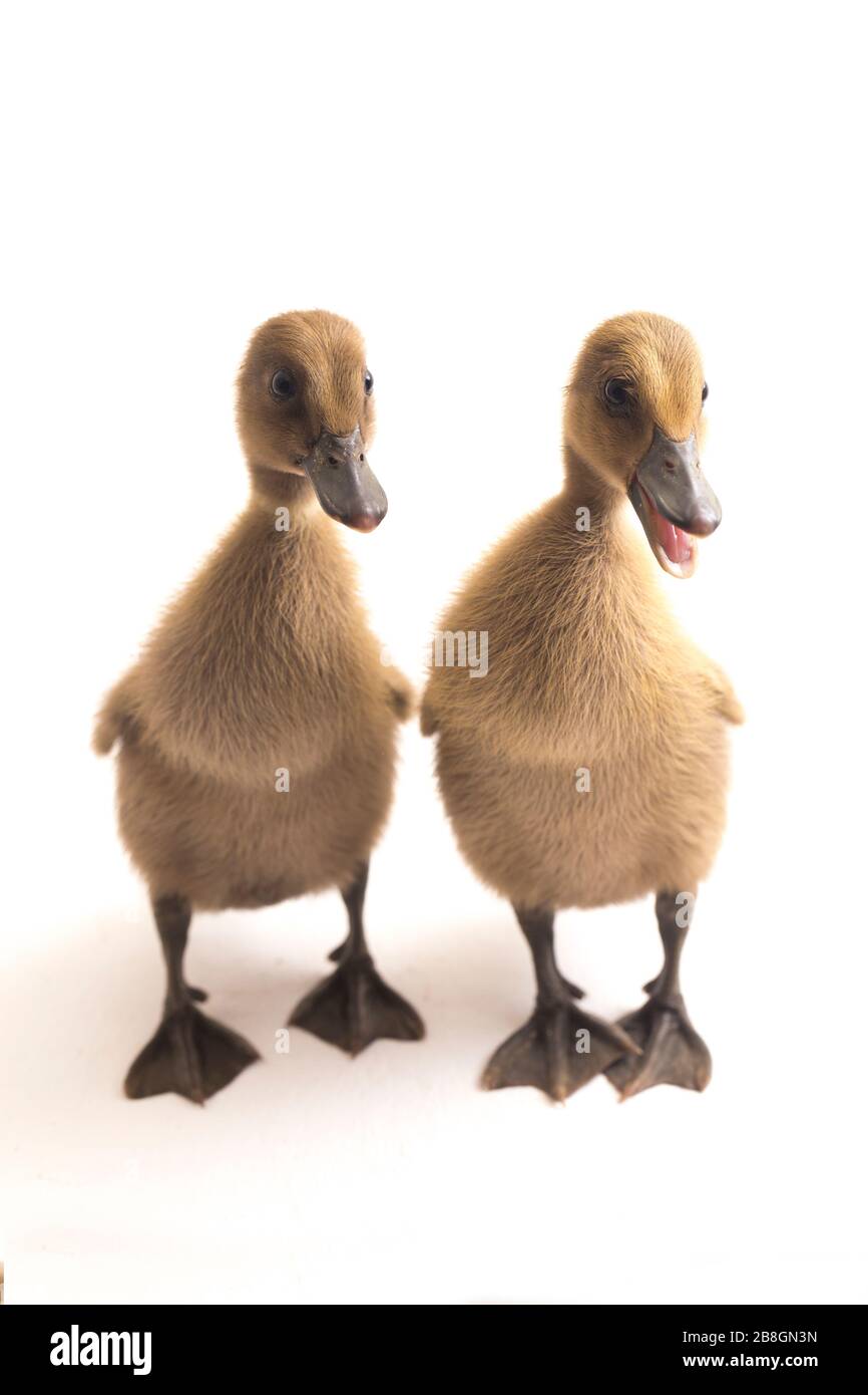 Two ducklings ( indian runner duck) isolated on a white background ...