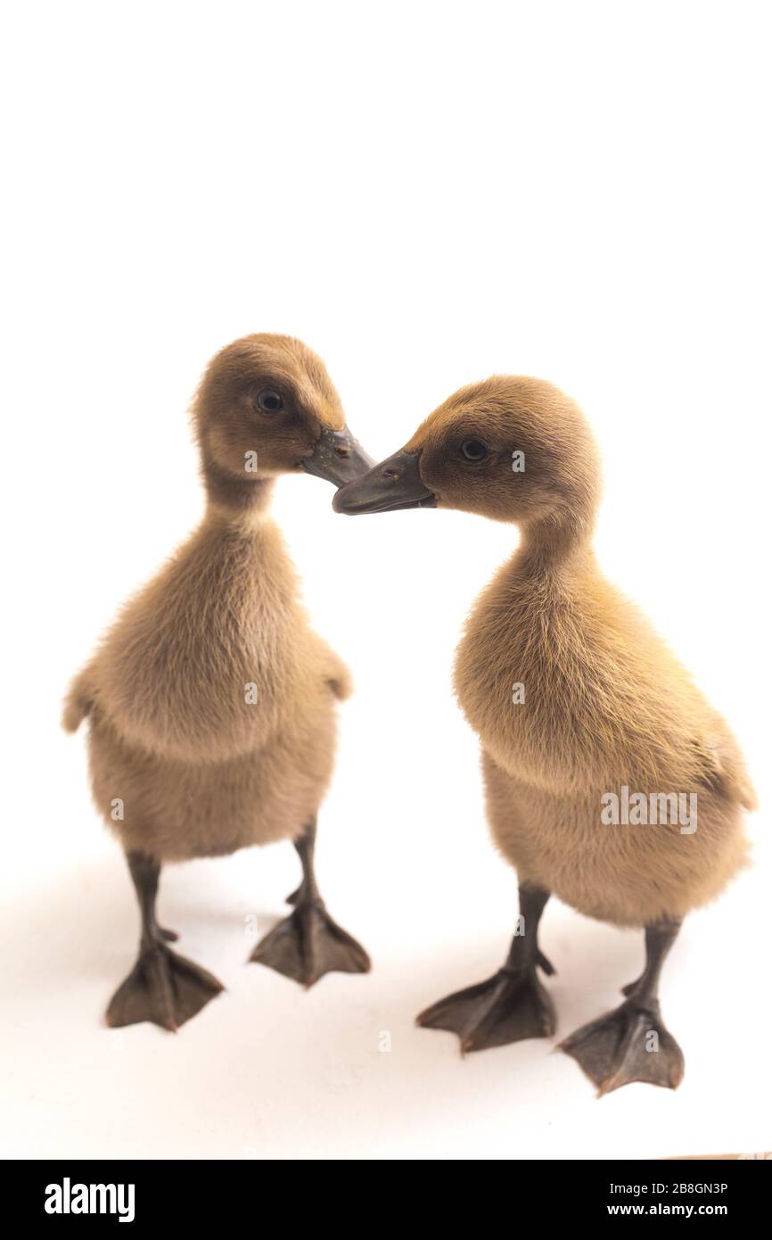 Two ducklings ( indian runner duck) isolated on a white background ...