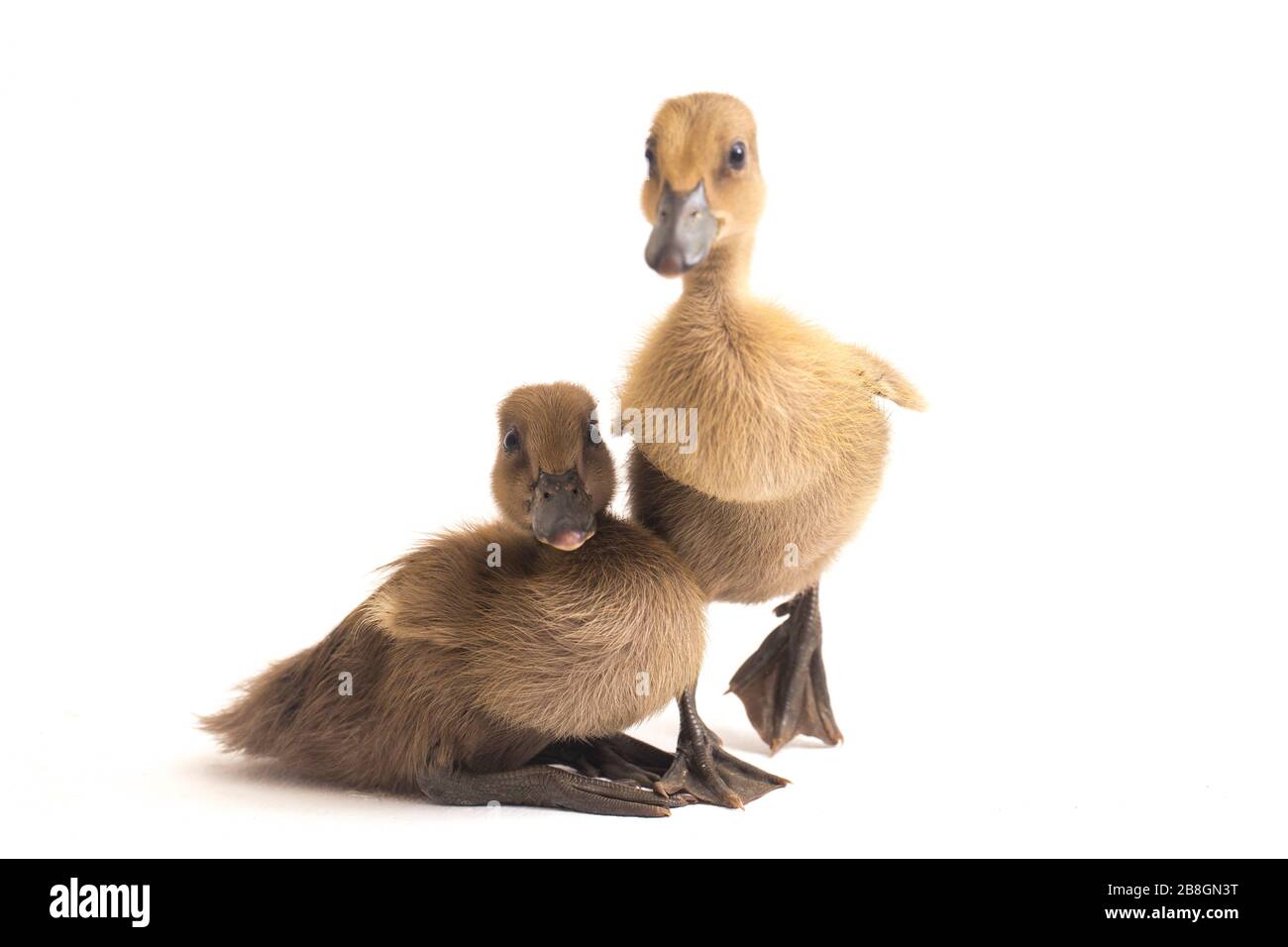 Two ducklings ( indian runner duck) isolated on a white background ...