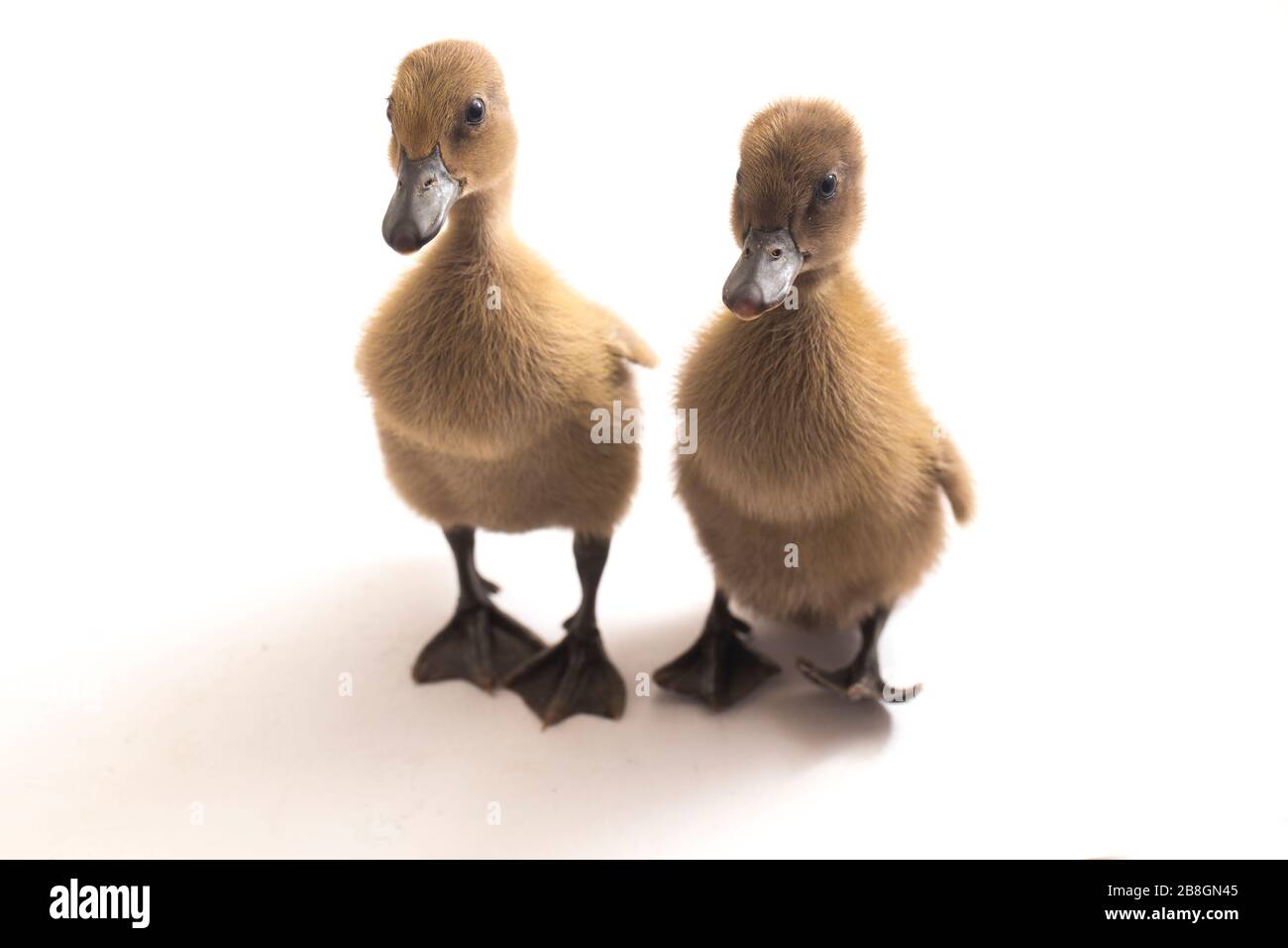 Two ducklings ( indian runner duck) isolated on a white background ...