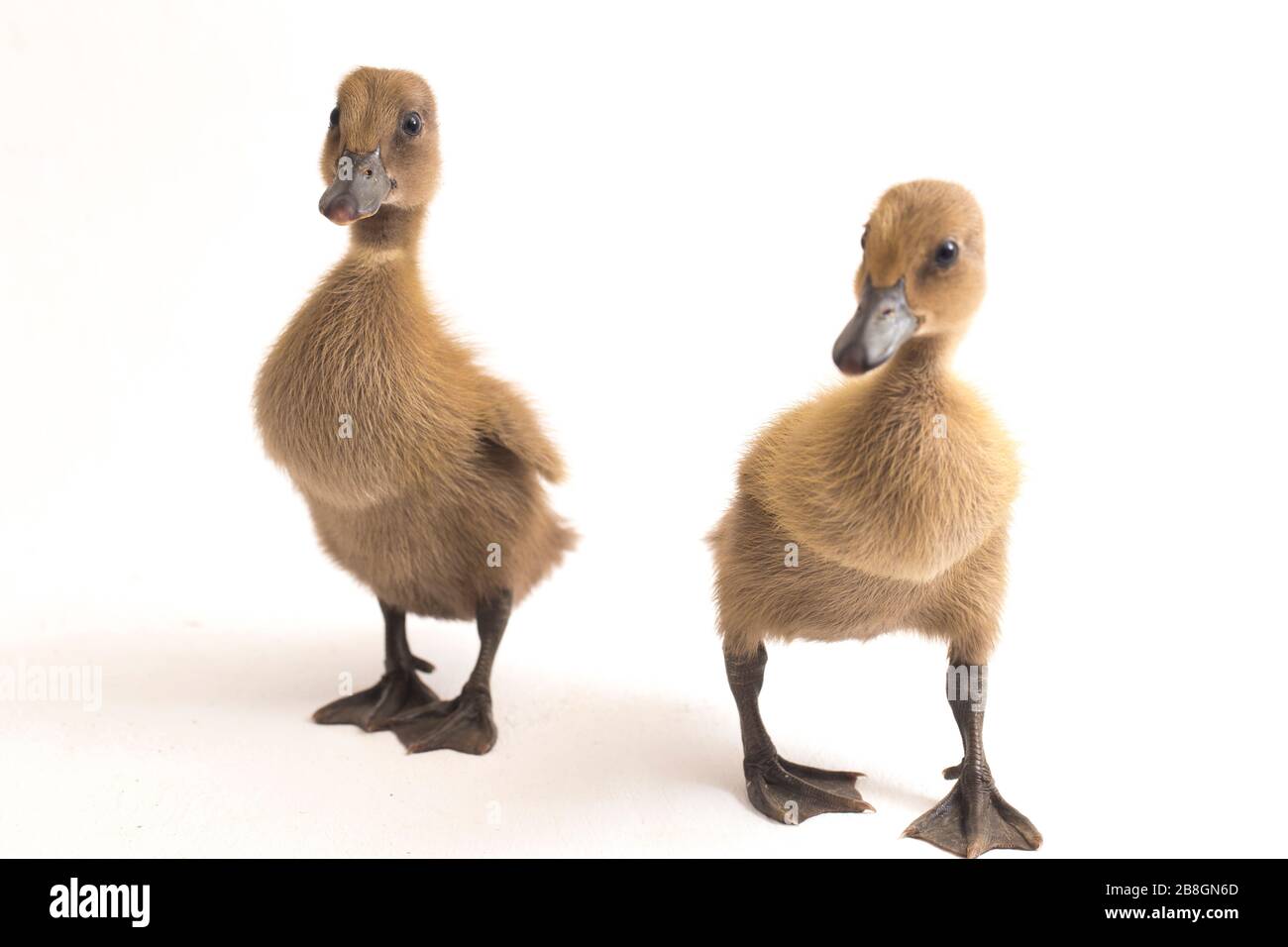 Two ducklings ( indian runner duck) isolated on a white background ...