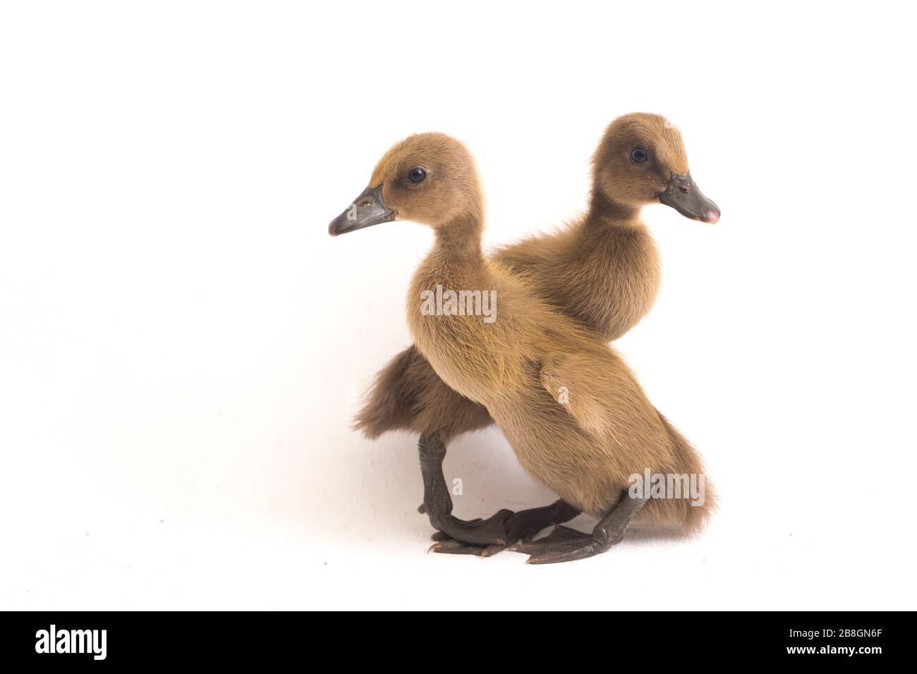 Two ducklings ( indian runner duck) isolated on a white background ...