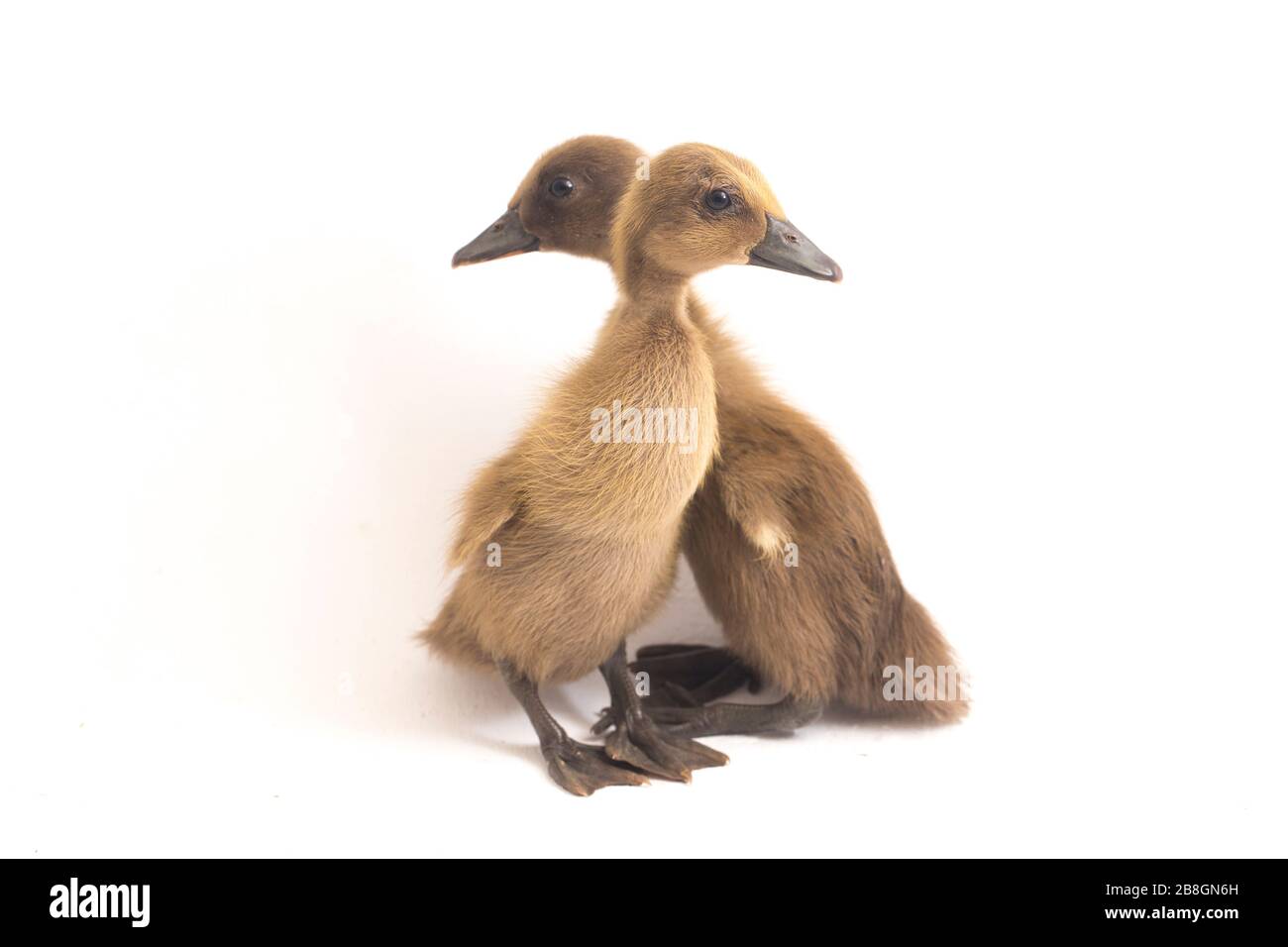 Two ducklings ( indian runner duck) isolated on a white background ...