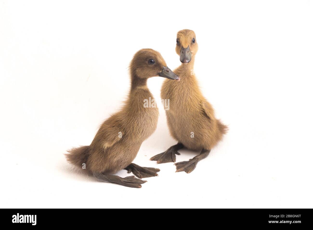 Two ducklings ( indian runner duck) isolated on a white background ...