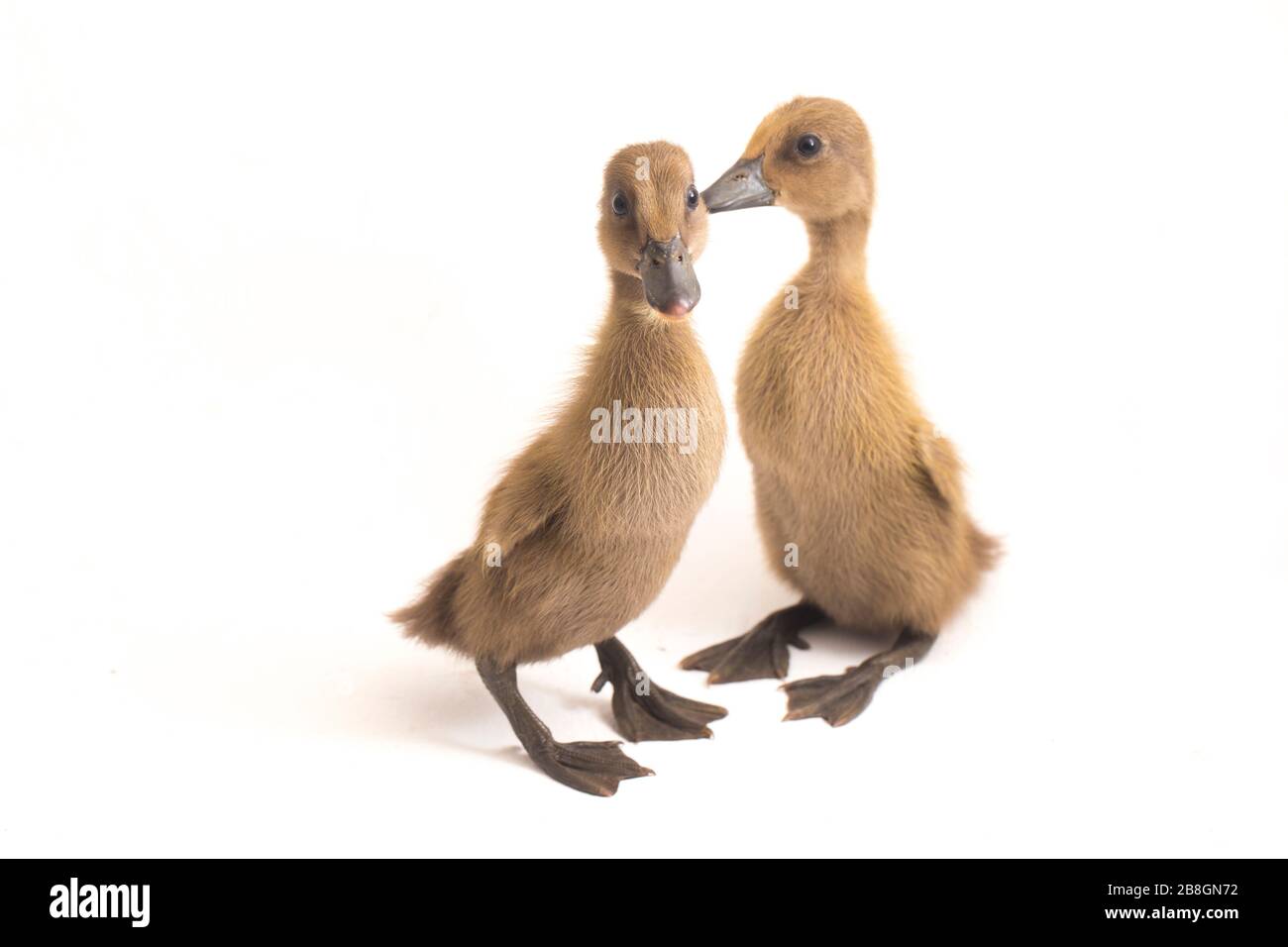 Two ducklings ( indian runner duck) isolated on a white background ...