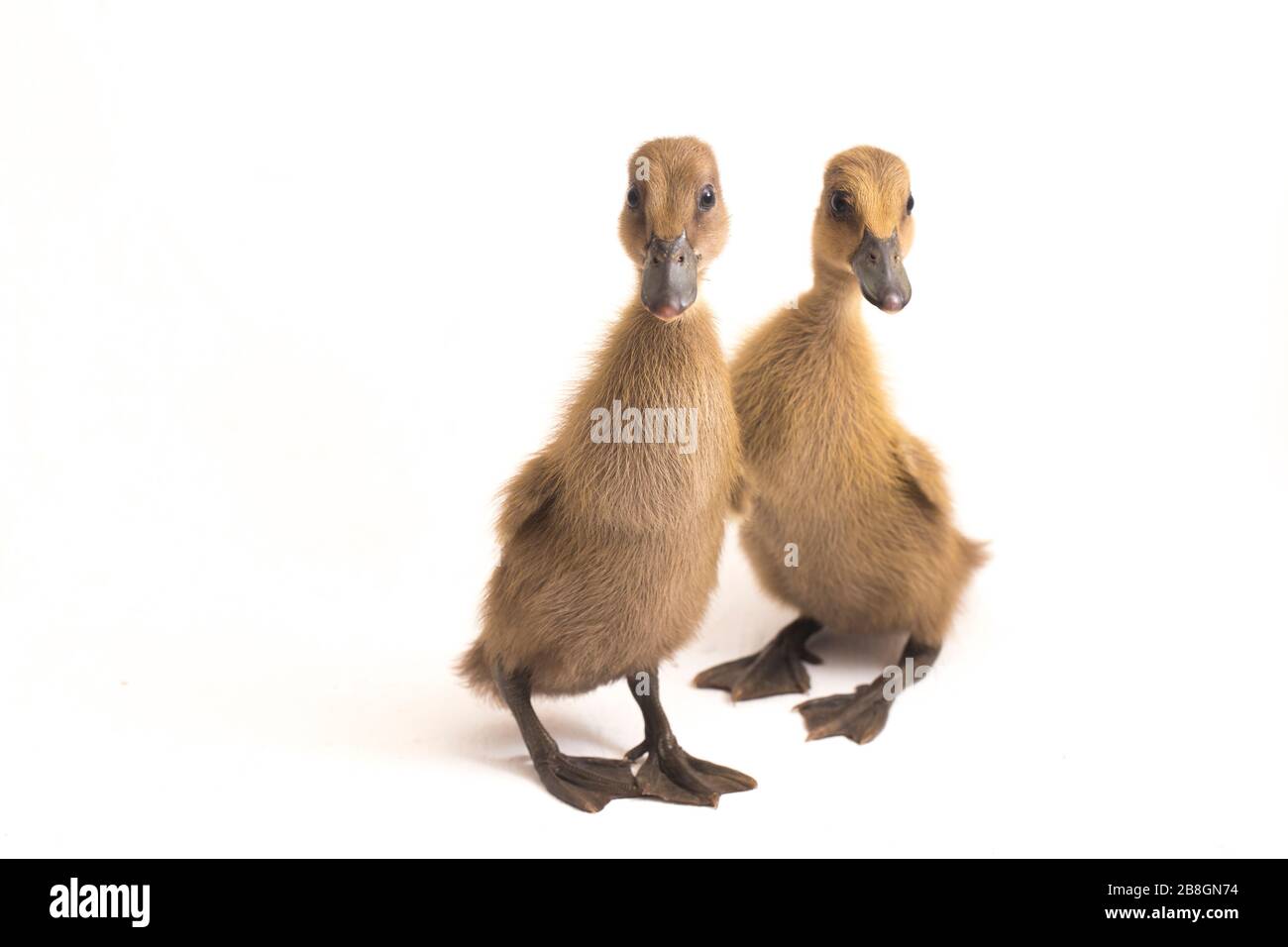 Two ducklings ( indian runner duck) isolated on a white background ...