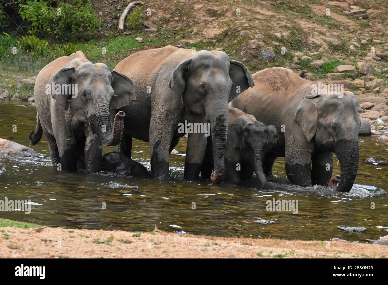 Elephant forest herd hi-res stock photography and images - Alamy